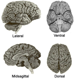 Brain Dissection and Neuroscience // College of Health Sciences ...